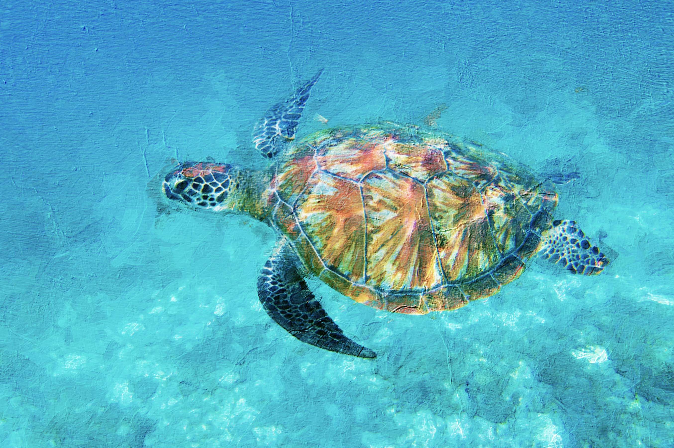 Sea Animal Wall Art - Canvas Prints, Wall Decor & Signs | Tailored Canvases